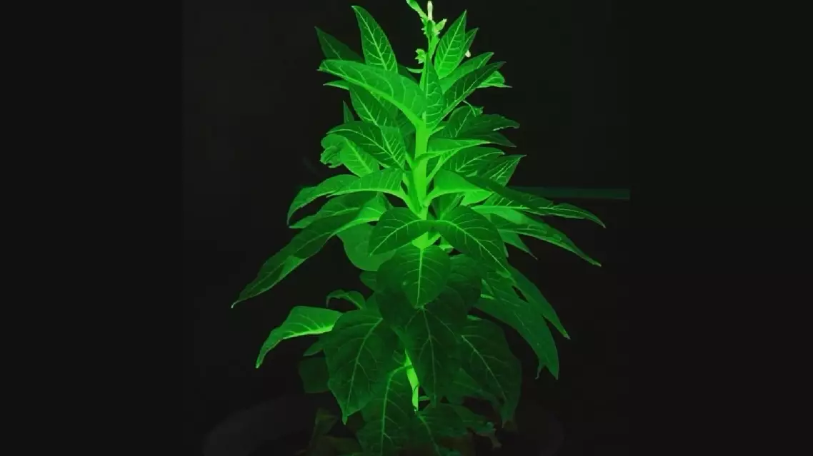 Genetic engineering creates luminescent plants, bringing "Avatar ...