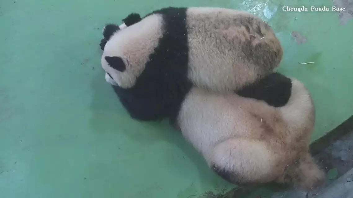 Giant panda cub plays mischievously on mother's back