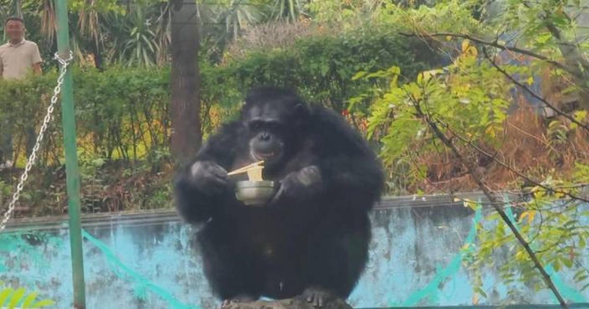 Celebrity chimp in China eats noodles with chopsticks