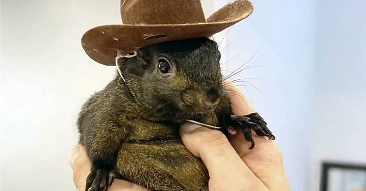Orphaned squirrel who became social media star was euthanized after ...