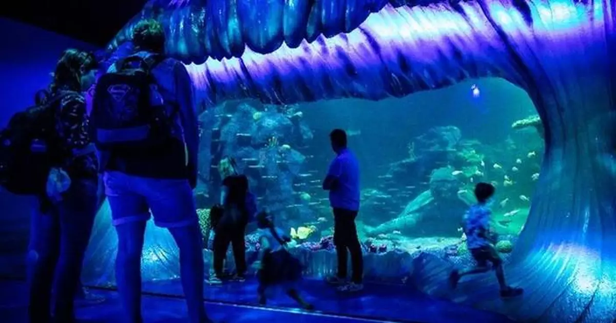 Dive Into SEA LIFE Sydney Aquarium