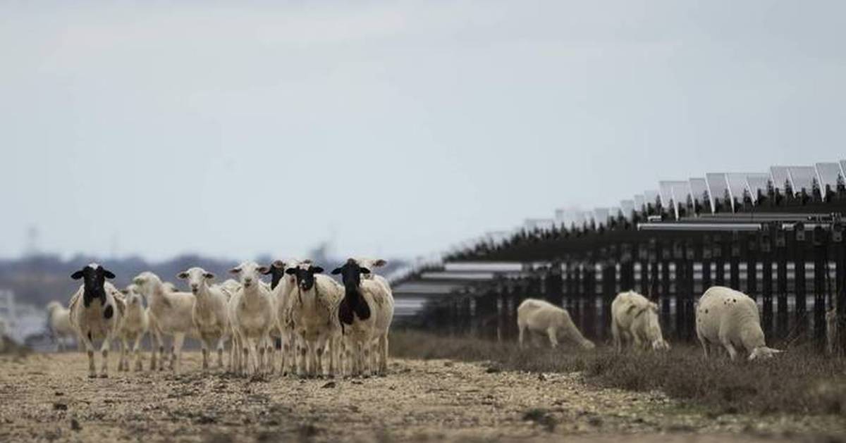 Solar farms are booming in the US and putting thousands of hungry sheep ...