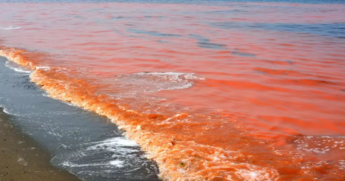 Red Tide Sighted at Deep Water Bay, No Fish Deaths Reported