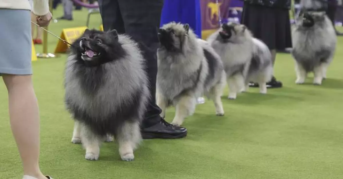 What the Westminster show dogs' names mean