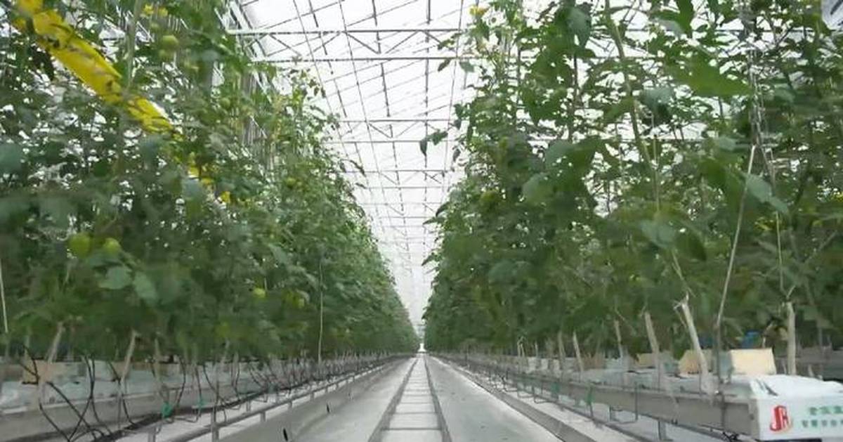 Renovations of agricultural facilities accelerate under China's ...