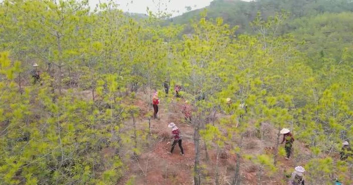 Tree-planting activities held across China in bid to build greener future