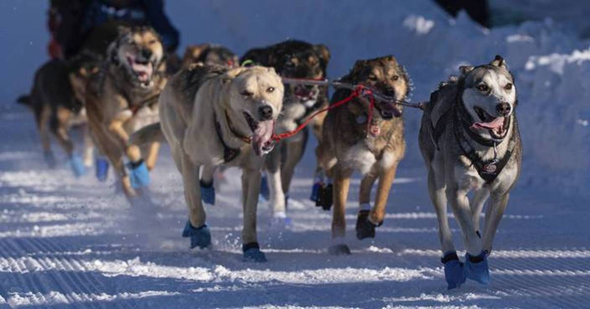 The world's most famous sled dog race is longer than ever. Here's a ...