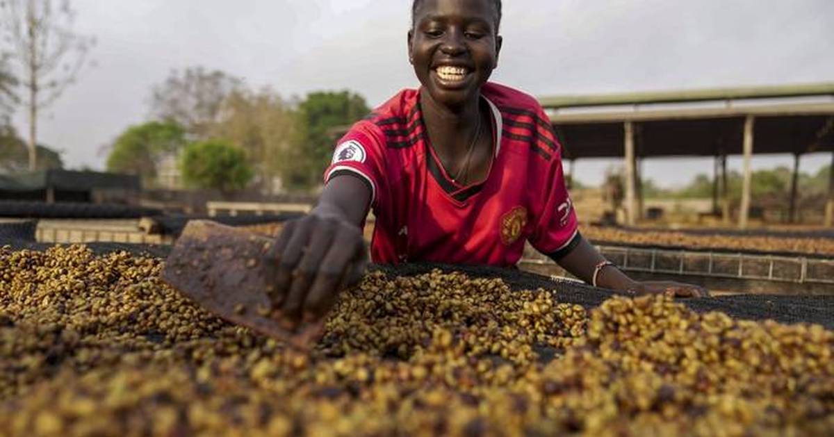 As warming climate hammers coffee crops, this rare bean may someday be your brew