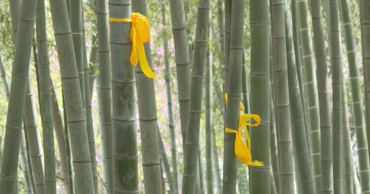 Eco-friendly burials take root among Chinese people