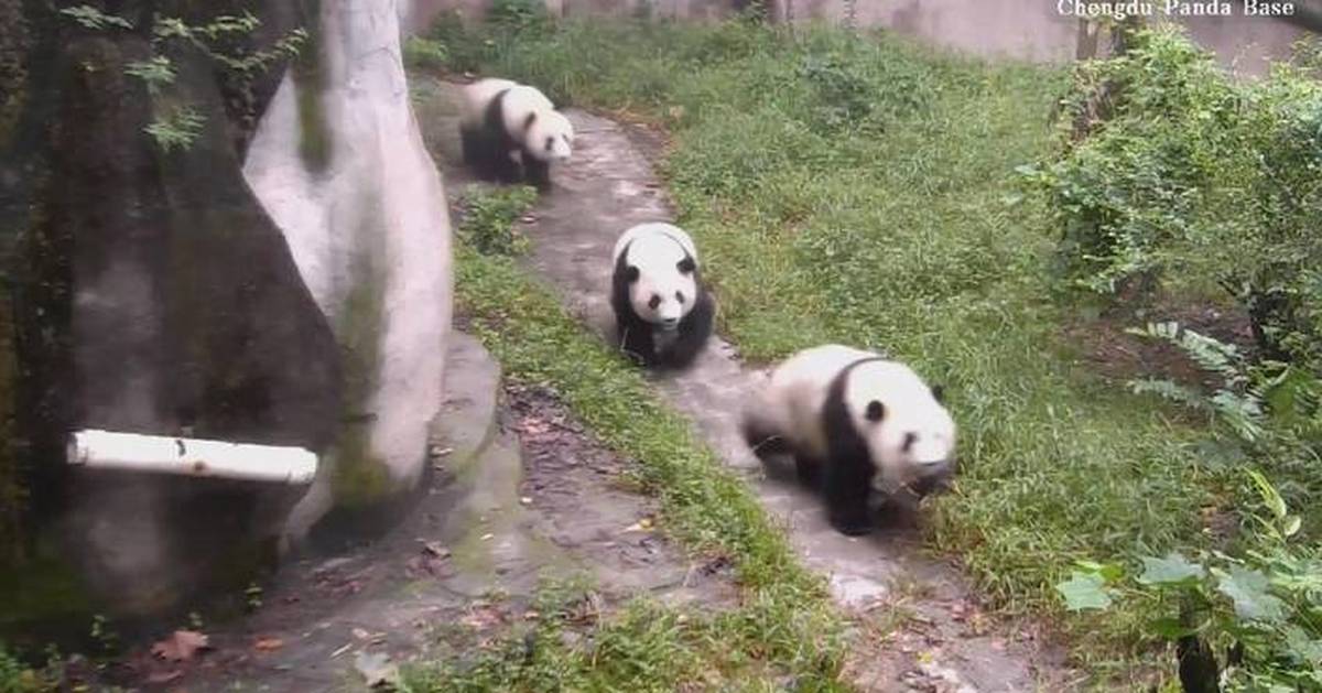 Seven delightfully running giant pandas caught on camera