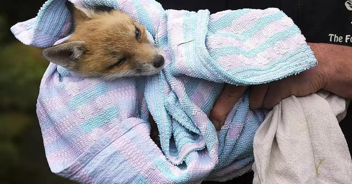 AP PHOTOS: London's red foxes get a lifeline in The Fox Project