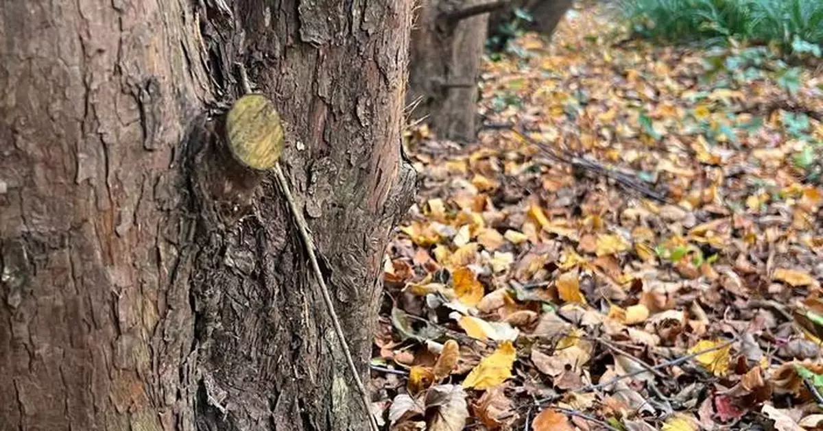 Transform fallen leaves into valuable leaf mold for your garden this fall