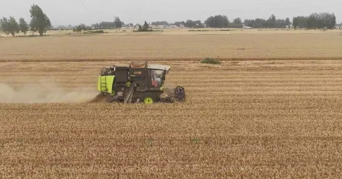 China's wheat harvest tops 40 percent amid large-scale machinery deployment