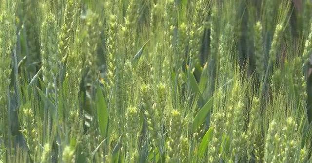 Chinas Summer Grain Production Set To Increase Official