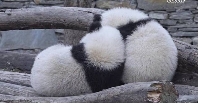 Twin panda cubs seen sweetly cuddling, playing in southwest China reserve