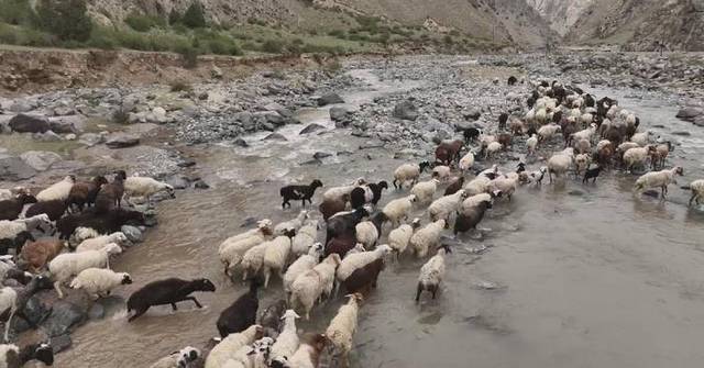 Xinjiang herdsmen begin seasonal livestock transfer to greener pastures