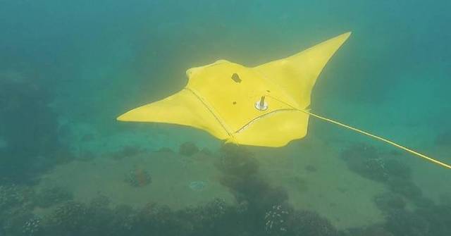 Manta ray-shaped biomimetic robot developed by China helps protect ...