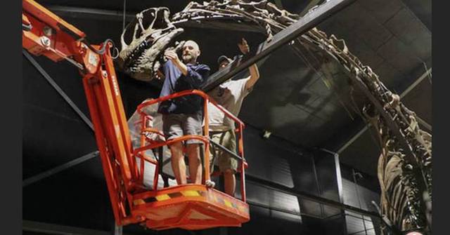 World's Leading 150 Million Years Old Dinosaur 97% Intact Set-up in Denmark