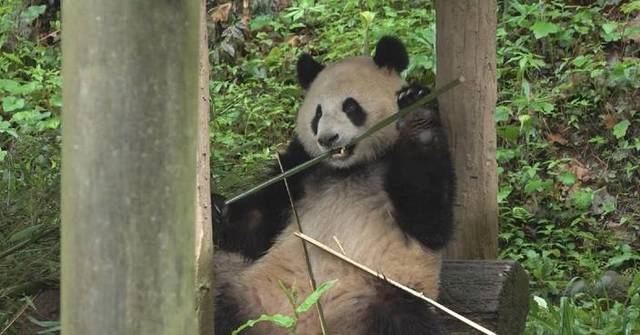 China expands international cooperation on giant panda protection