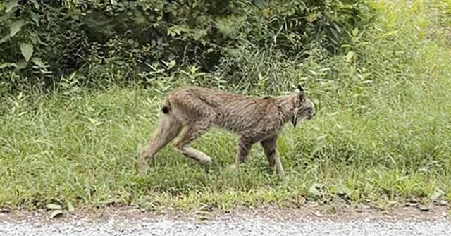 Canada lynx confirmed in Vermont for 1st time since 2018