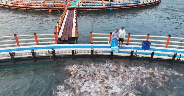 Intelligent "blue farming" leads China's marine economy shift