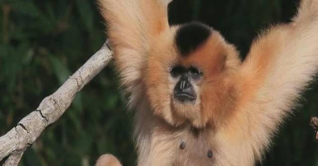 China-Vietnam conservation efforts save eastern black crested gibbons ...