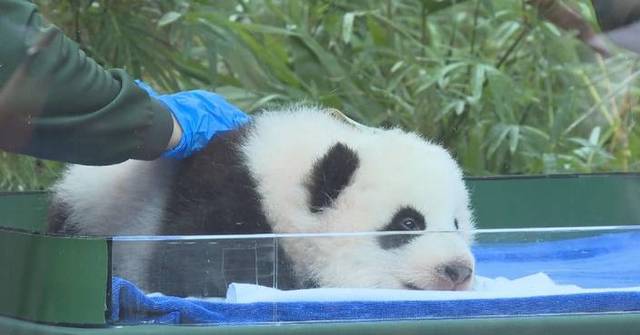 Panda cub celebrates 1st 100 days in good health at Guangdong safari park