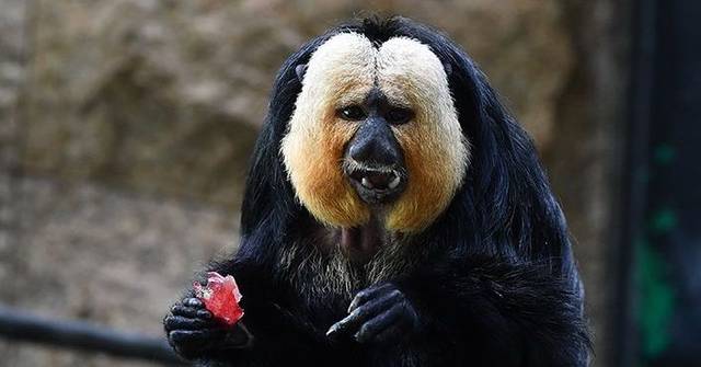 Nine Monkeys at Hong Kong Zoo Die from Melioidosis After Soil Digging ...