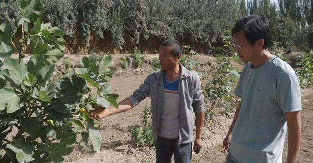 Village in Xinjiang eyes fig fruit planting industry to further boost ...