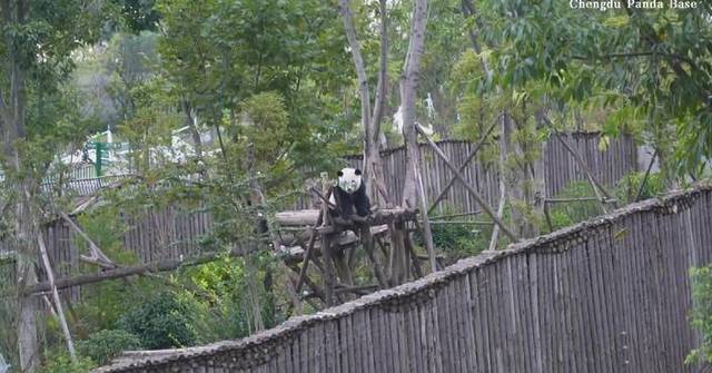 Observant panda keeps watchful eyes over playful companions engaged in ...