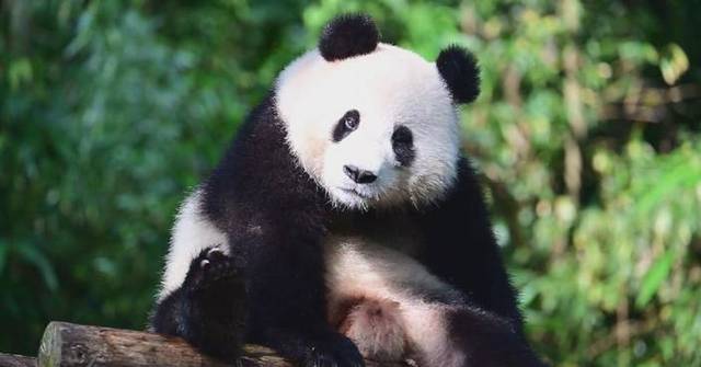 China S Panda Pair Hits Road To Us