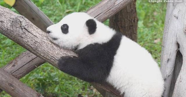 Newborn panda cubs wobble cutely as they practice climbing at Sichuan base