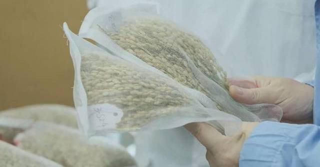 New discoveries in space-bred rice mark progress in space food security ...