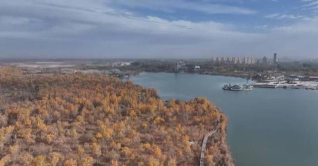 Xinjiang's Makit battles desertification by planting populus ...