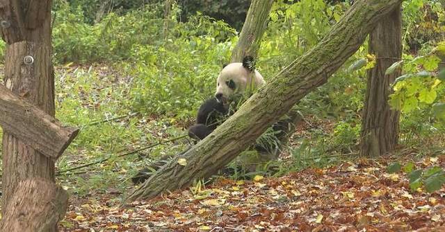 People bid farewell to three giant pandas at Belgian zoo
