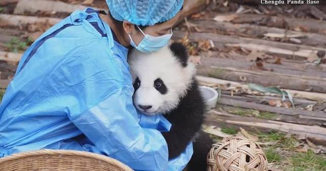 Newborn panda cubs interact with keepers in delight