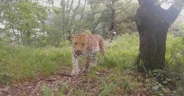 Leopards spotted multiple times in Henan's nature reserve