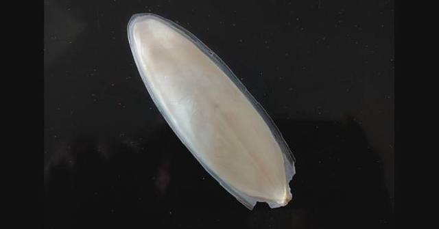 Chinese scientists develop biodegradable foam capable of removing ...