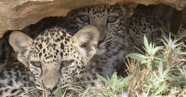 ROYAL COMMISSION FOR ALULA'S ARABIAN LEOPARD CONSERVATION PROGRAMME ...
