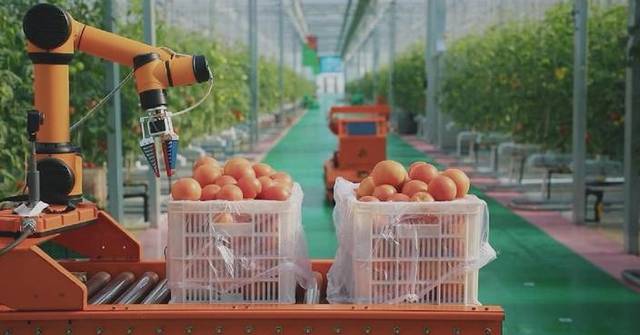 China's vegetable powerhouse paves way for self-reliant, smart farming