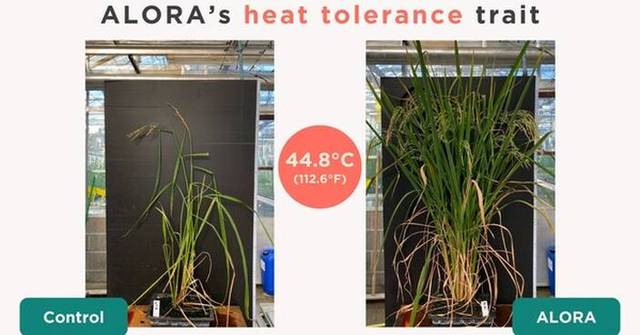 Revolutionizing Rice: How ALORA Achieved a 2555% Yield IncreaseUnder ...