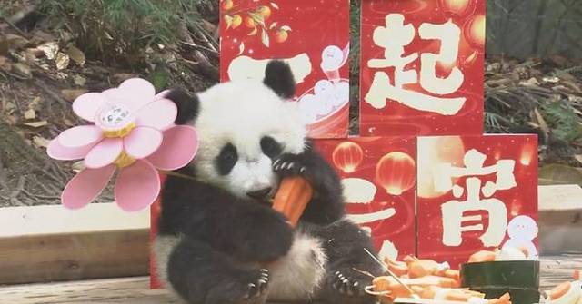 Panda cub enjoys Lantern Festival feast in south China's Guangzhou