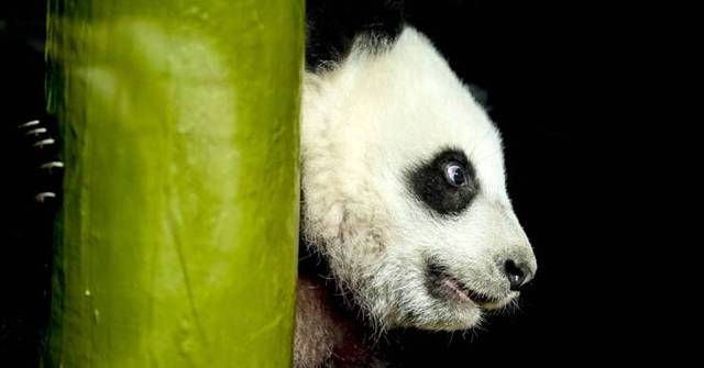 PHOTO COLLECTION: Germany Panda Cubs Outdoors