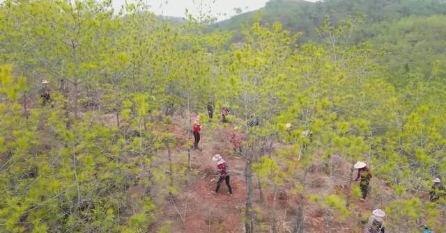 Tree-planting activities held across China in bid to build greener future