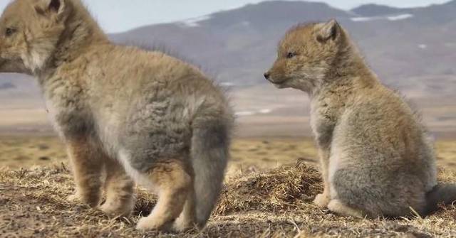 Rare wild animals seen in northwest China's high-altitude grassland