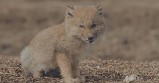 Tibetan fox cubs spotted basking in sun in northwest China's high ...