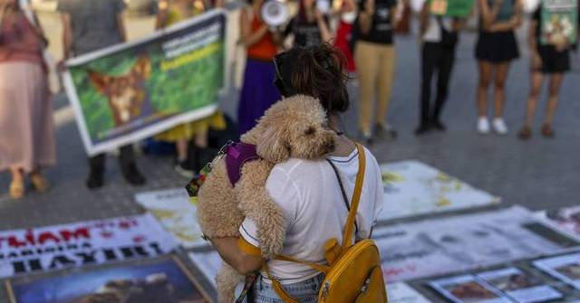 Turkish official vows to enforce controversial law to cull stray dogs ...