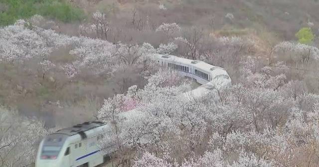 Train ride through blooming flowers by Great Wall section in Beijing ...