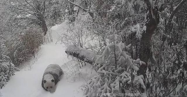 Adorable wild giant pandas spotted on infrared cameras in China's ...