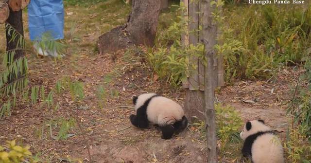 Giant panda cubs follow keeper in adorable display of trust